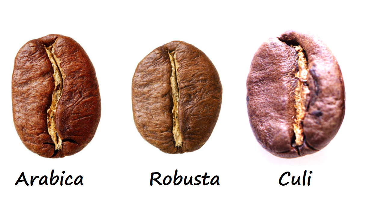 Phân biệt hạt cà phê Arabica-Robusta-Culi - farmxiiicoffee.com.vn